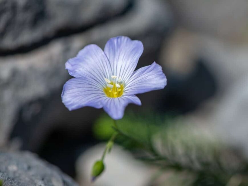 8 Different Types of Perennial Flax Flowers - Homeporio