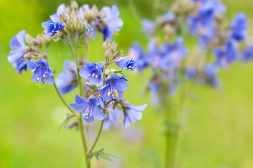 14 Different Types of Jacob’s Ladder Flowers - Homeporio