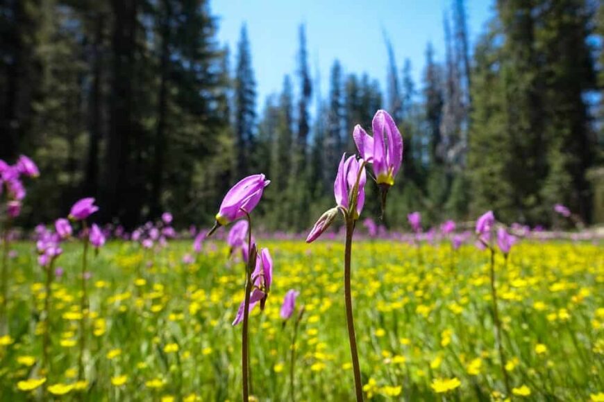 11 Different Types of Shooting Star Flowers - Homeporio