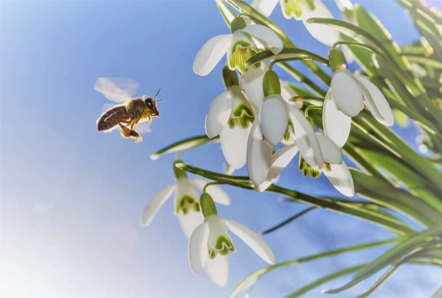 9 Different Types of Snowdrop Flowers - Homeporio