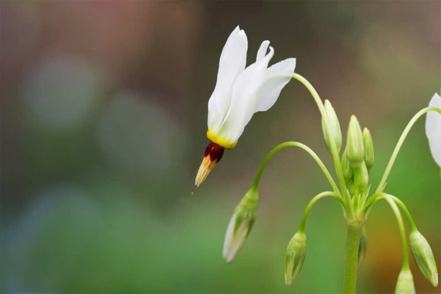 11 Different Types of Shooting Star Flowers - Homeporio