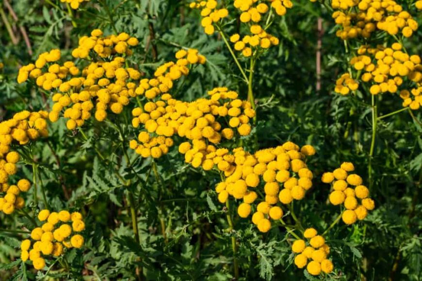 3 Types of Tansy Flowers - Review Home Design