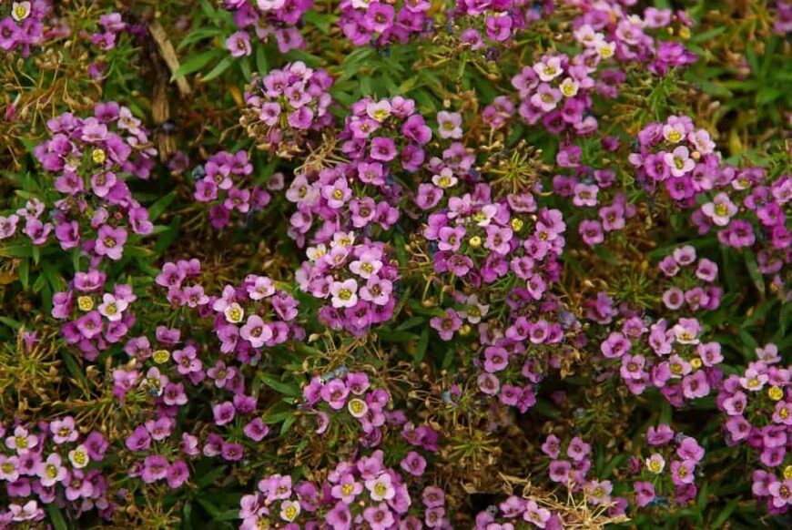 16 Different Types of Sweet Alyssum Flowers - Review Home Design