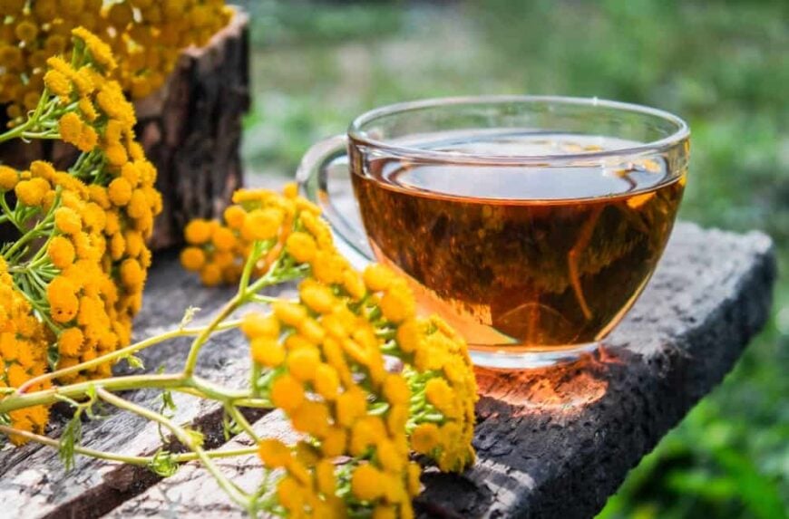 3 Types of Tansy Flowers - Review Home Design