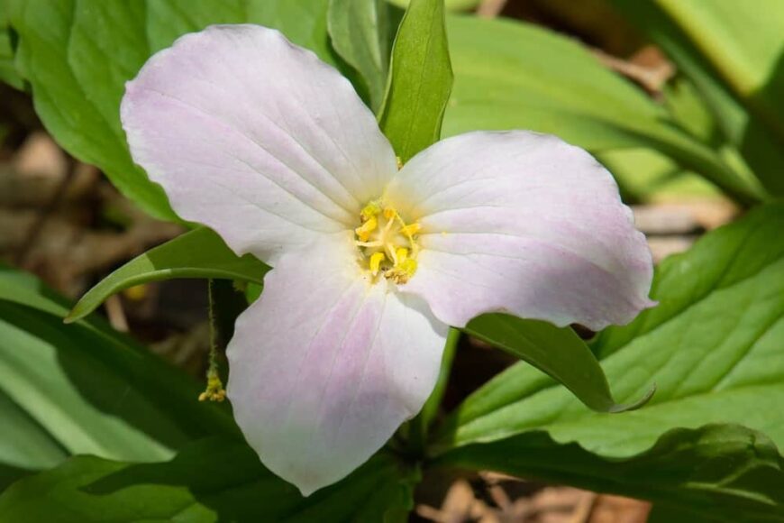 10 Different Types of Trillium Flowers - Homeporio
