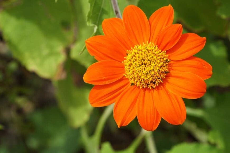 4 Different Types of Tithonia flowers - Review Home Design