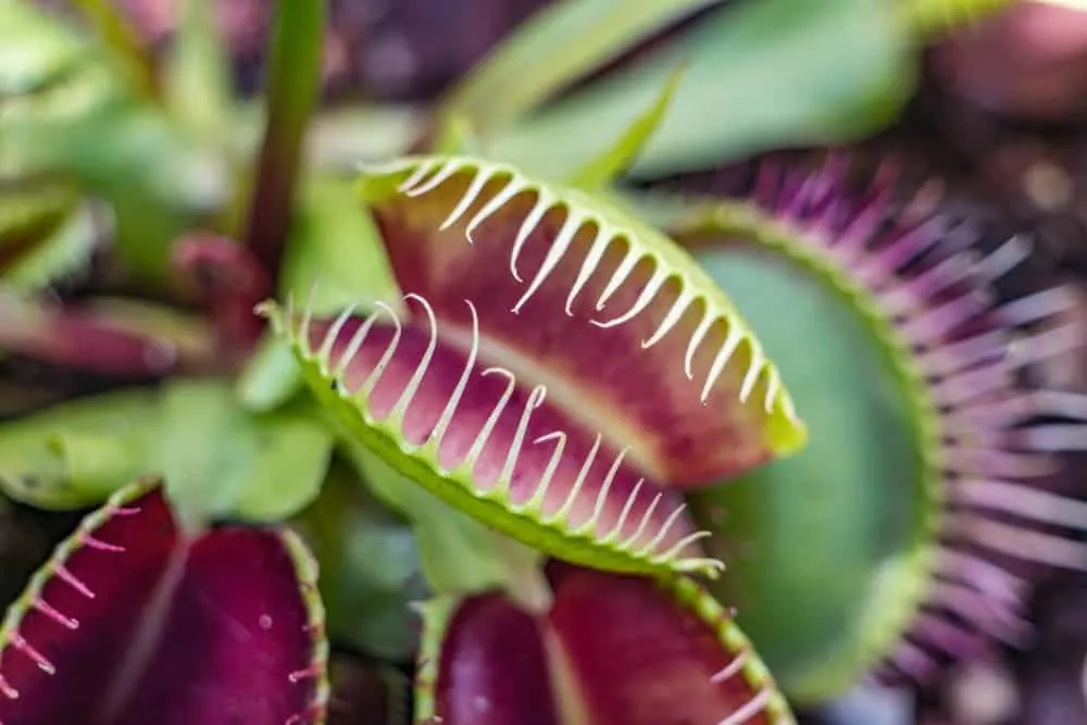 Tropical Rainforest Venus Fly Trap