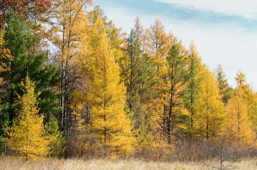 Tamarack Tree Leaves