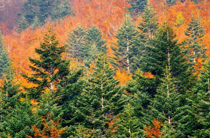Balsam Fir Tree Identification