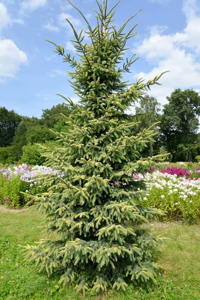 Black Spruce Tree