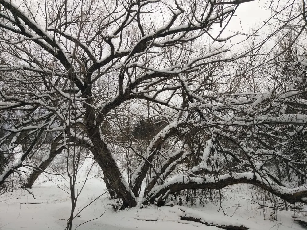 Willow Tree In Winter