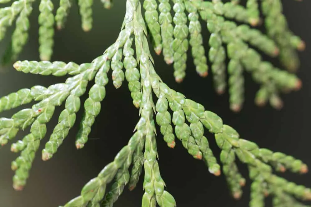 Western Red Cedar Leaves