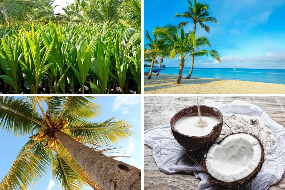 Coconut Tree Photo