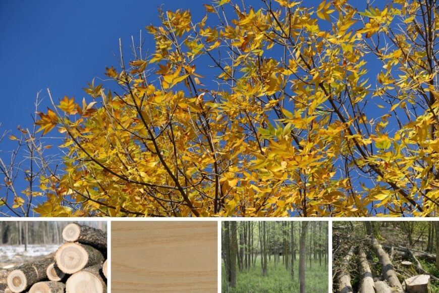 14 Different Types of Ash Wood & Uses