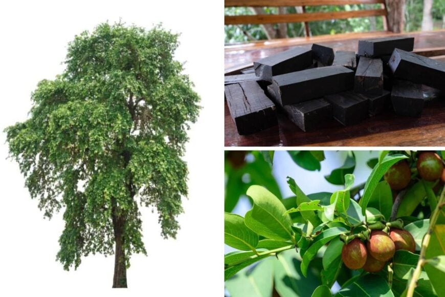 11 Different Types of Ebony Wood (Diospyros crassiflora) – Home ...