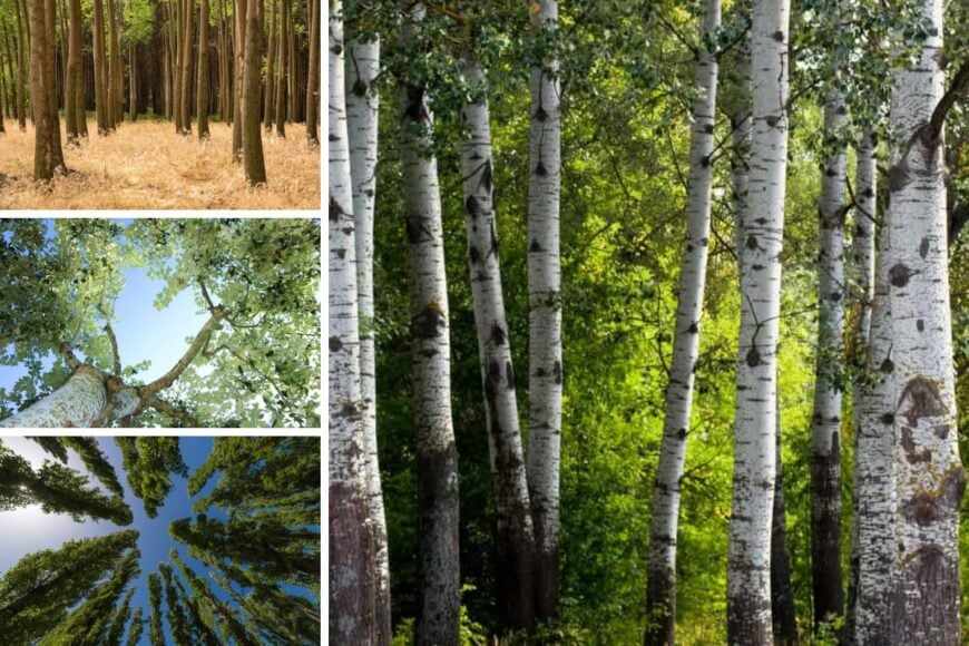 5 Different Types of Poplar Wood – Home Stratosphere