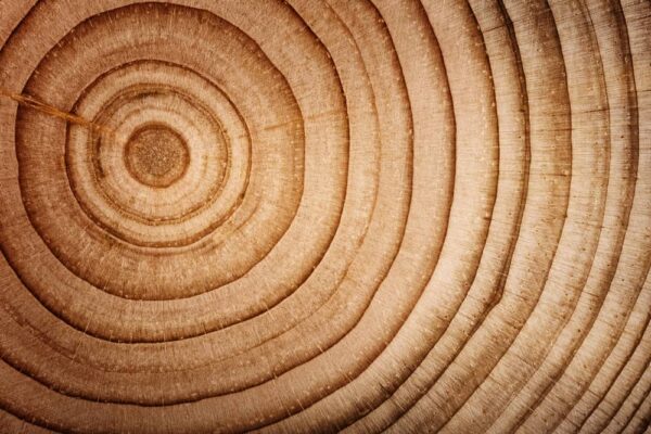 Pine vs Maple Wood (Which is Better For Furniture, Flooring, and ...