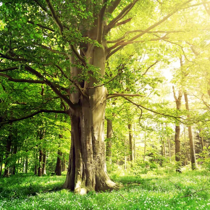 Pine vs Beech Wood (For Furniture, Flooring, and Cabinets) – Home ...
