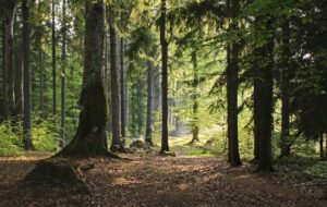 Pine vs Maple Wood (Which is Better For Furniture, Flooring, and ...