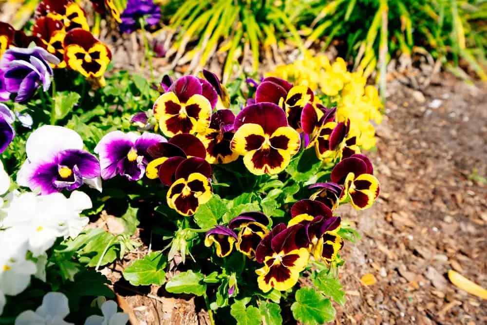 Pansy Flower