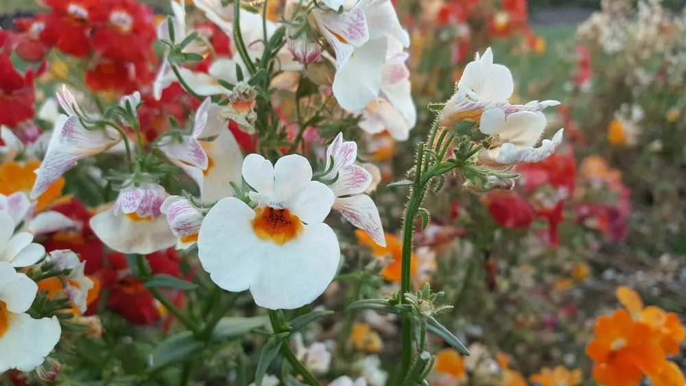 Nemesia Flower Common Name | Best Flower Site