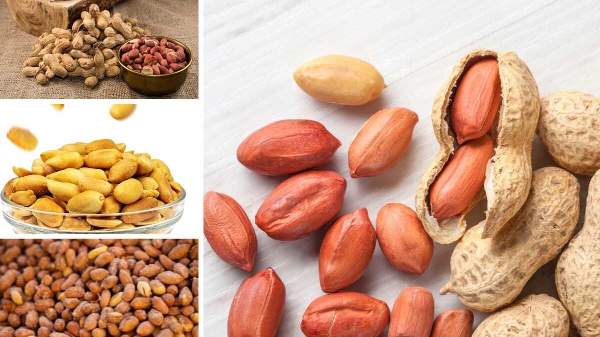 Different Peanuts | atelier-yuwa.ciao.jp