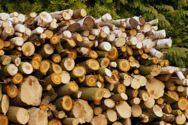 9 Different Types of Firewood – Home Stratosphere