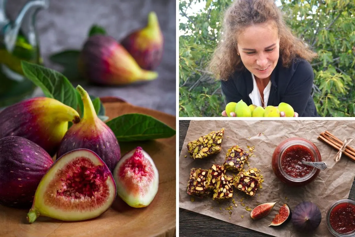 Fig Varieties