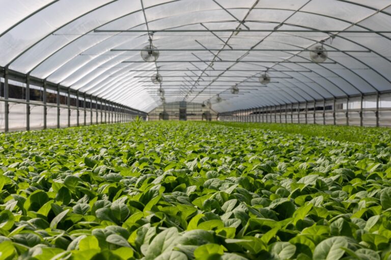 The History of Greenhouses and How They are Built - Home Stratosphere