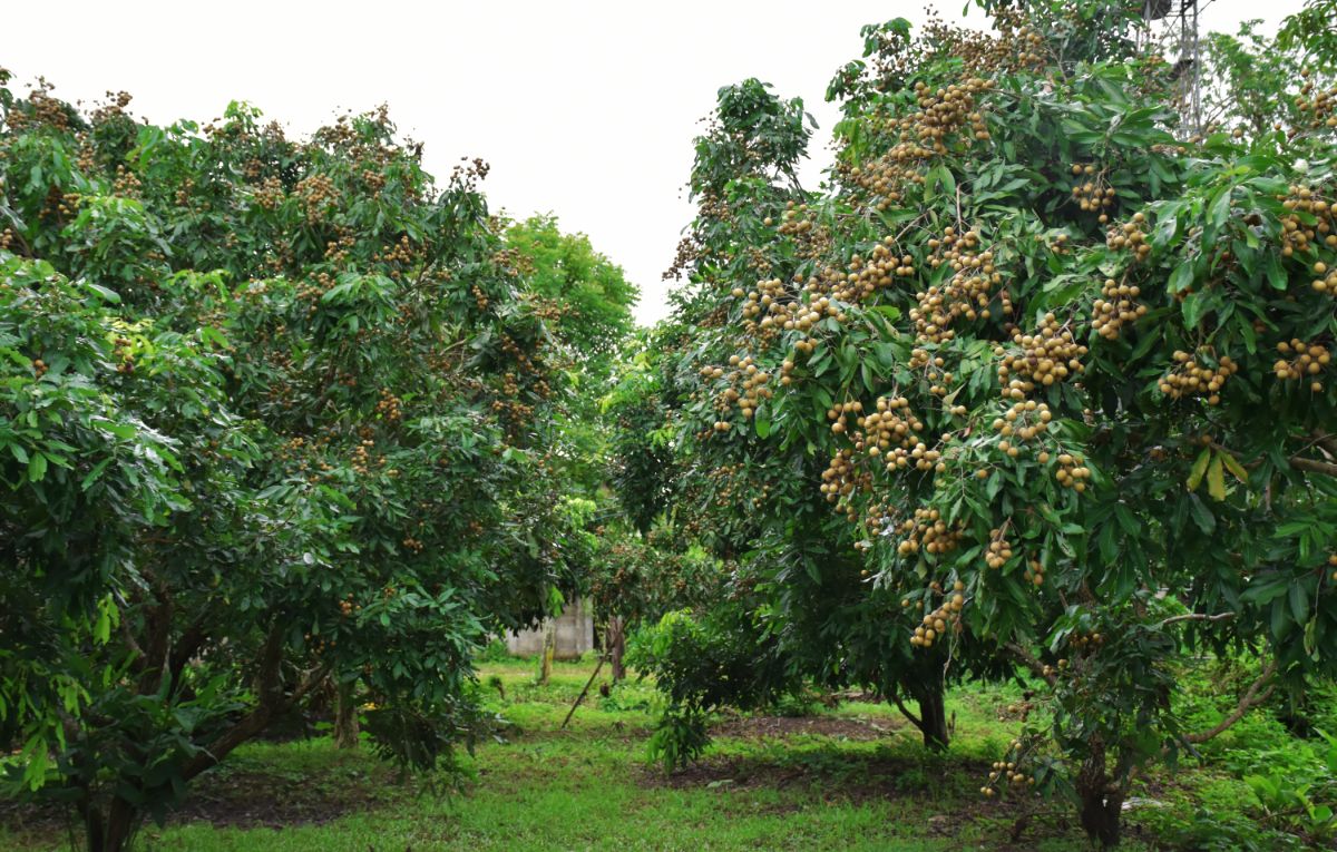 Longan Tree