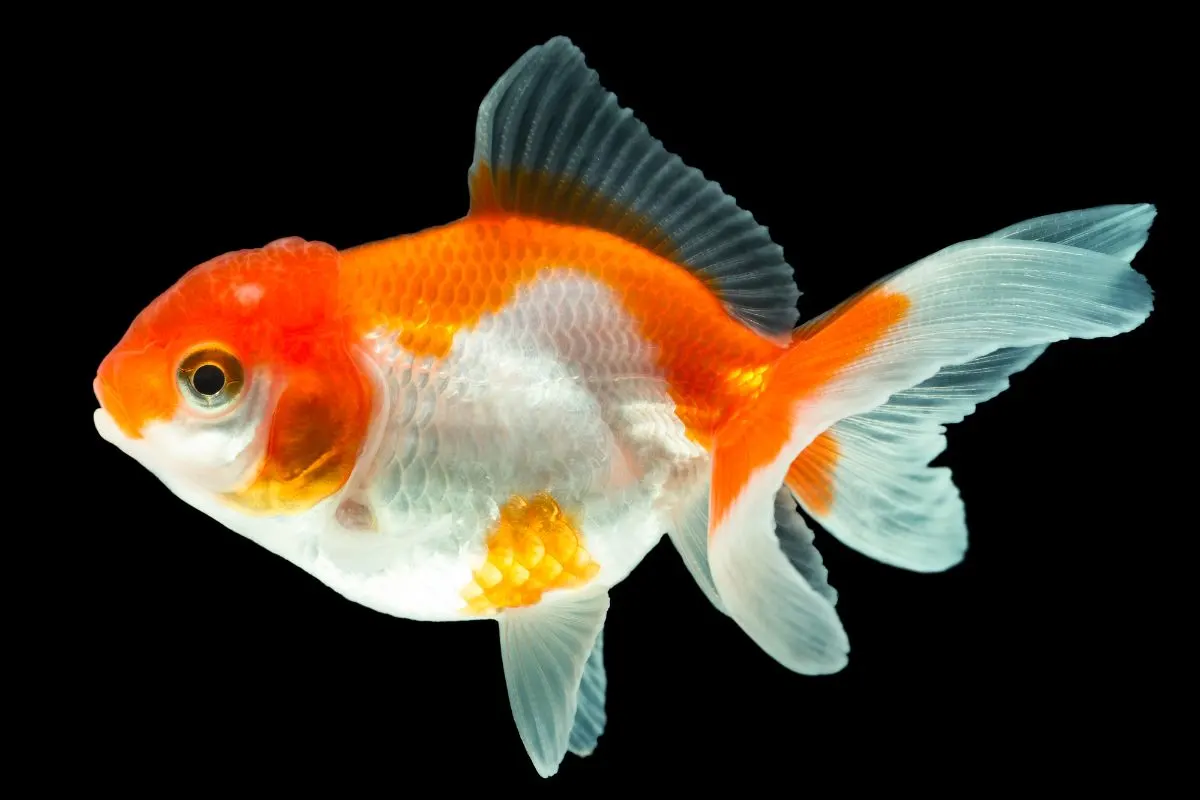 A Simple Overview On The Different Types Of Goldfish Aquarium Culture ...