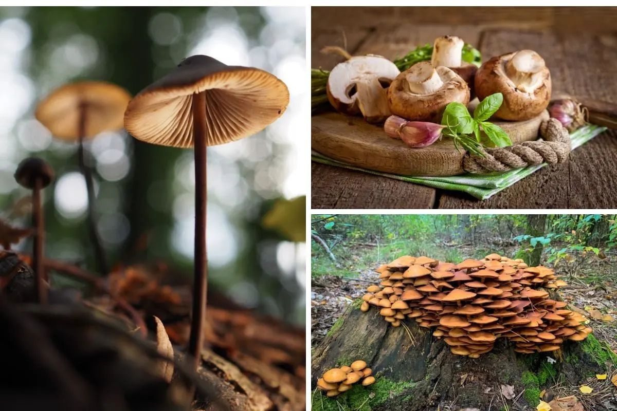 Types Of Wild Mushrooms