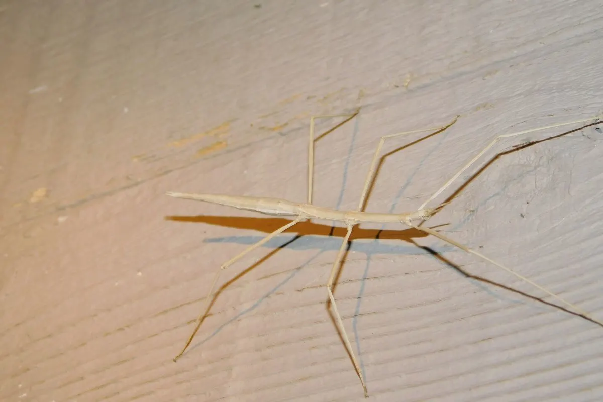 Cootie Bug In Hair