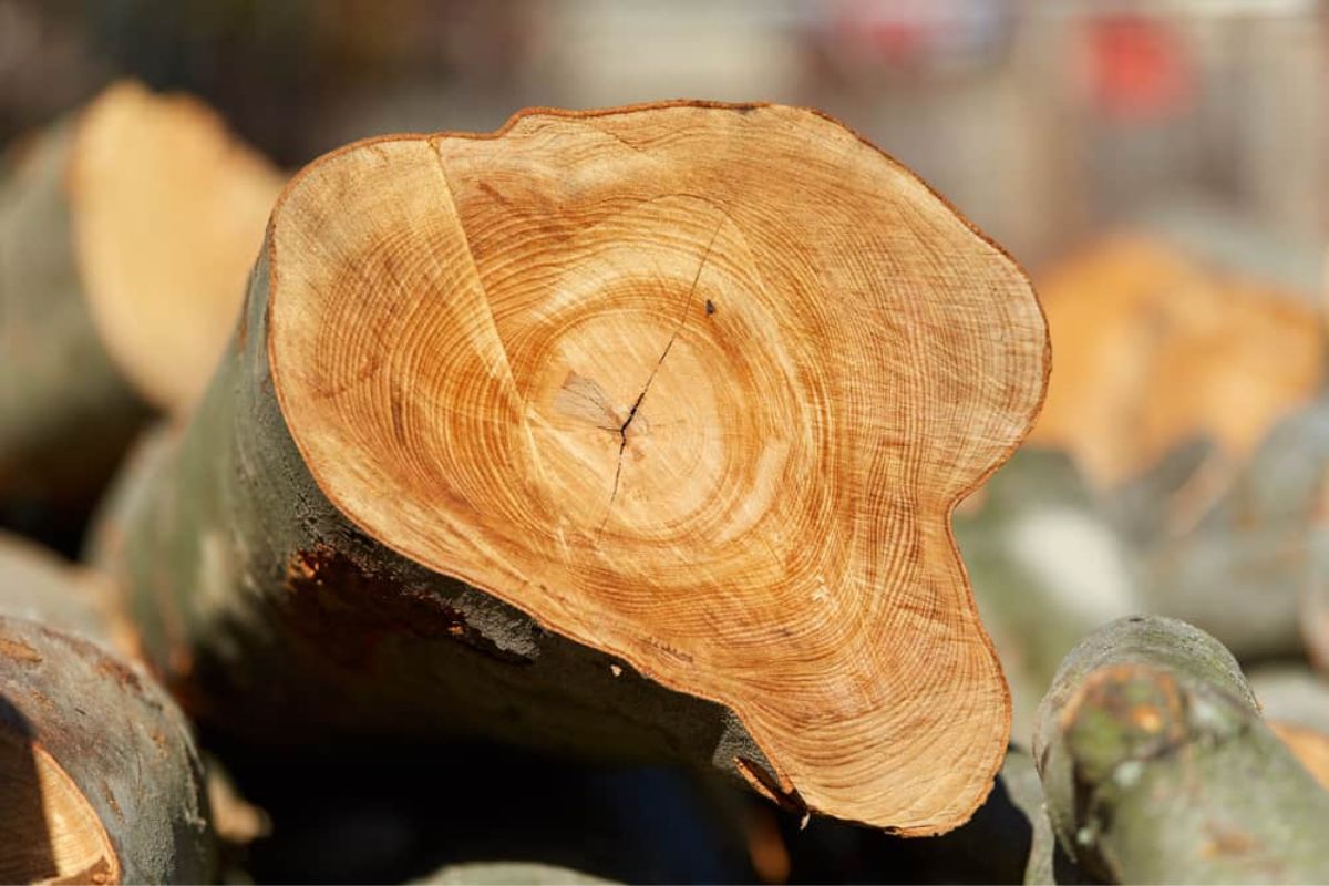 Maple vs Beech Wood (For Furniture, Flooring, and Cabinets) – Home ...