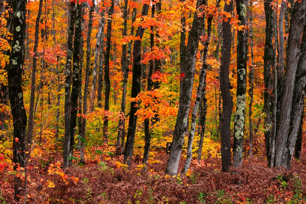 Maple and Cedar Wood Compared (for Furniture, Flooring, and Cabinets ...