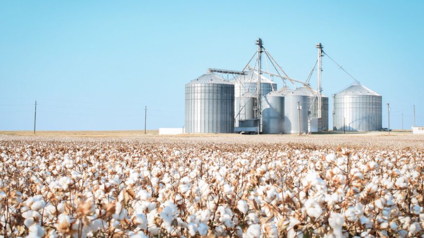These Are the 19 Most Valuable Crops Grown in Texas – Home Stratosphere