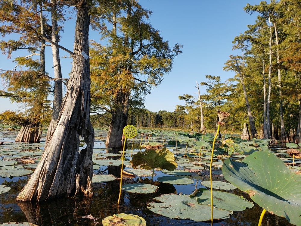Explore the Rural Charms of 25 Secluded Towns in Southeast Louisiana ...